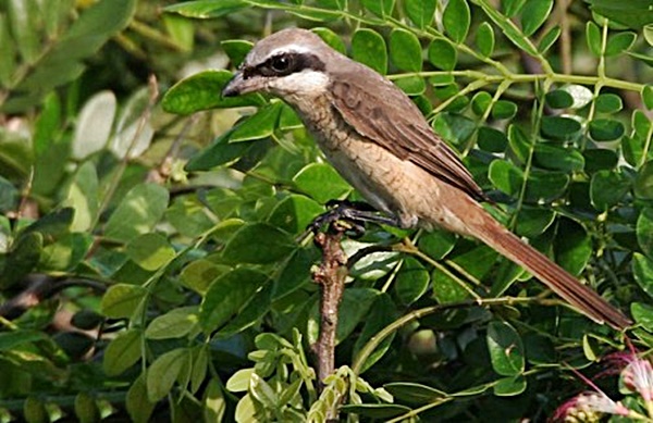 Jenis Burung Cendet - Ocehan Kenari