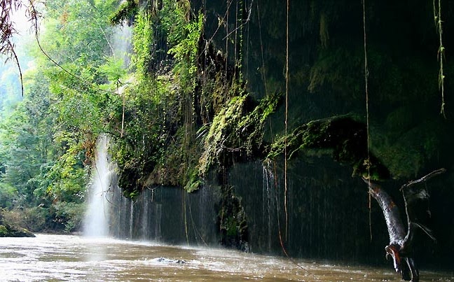 Little Critterz: Preserving Burma's Forests