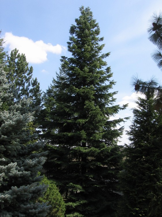 Trees Planet: Abies Grandis – Grand Fir