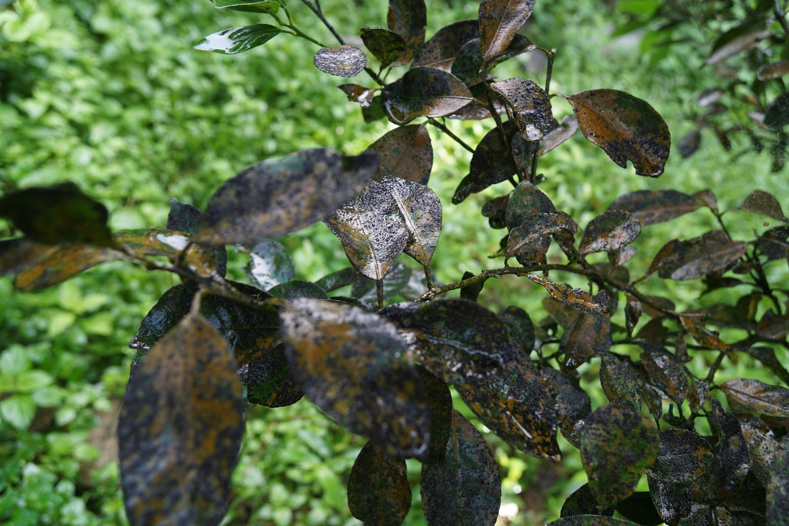 Experimental Farming: Black Sooty Mould on Lime tree Organic Challenge