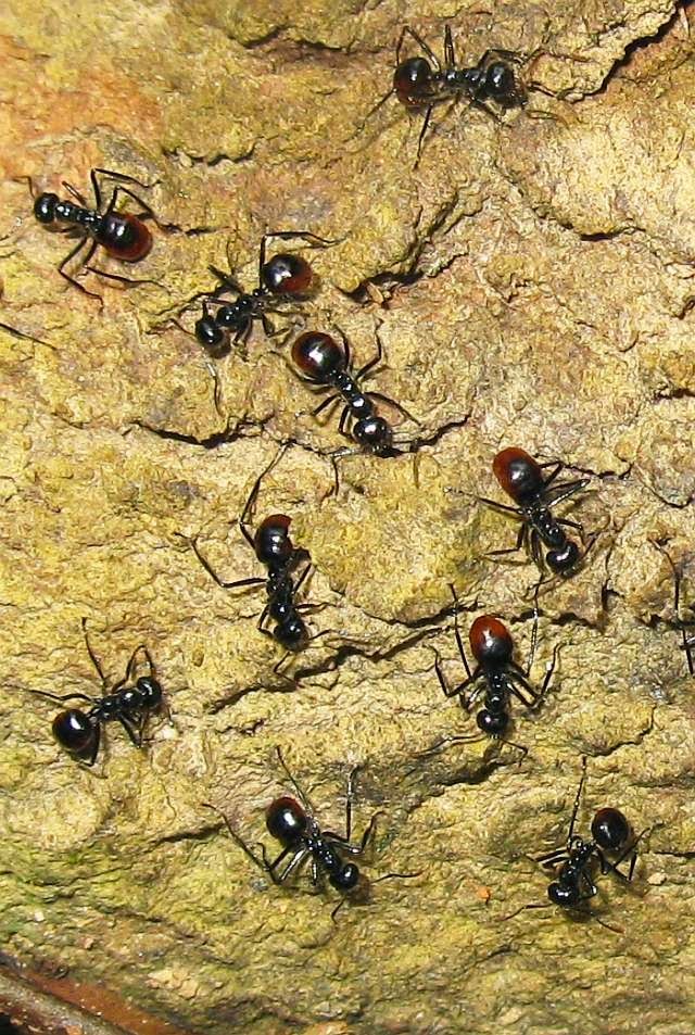 Photos and Info on Ants and Termites of Malaysia: Dolichoderus sp