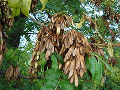 Plantas de Huerta Otea, Salamanca: Fresno común, fresno de hoja ancha ...
