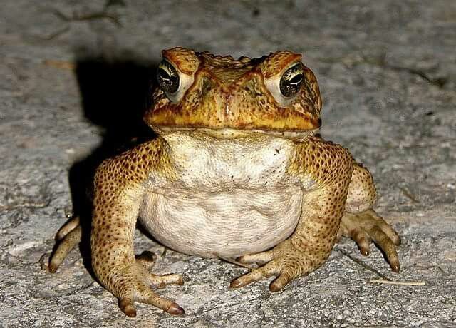 Sapo Concho ~ Tecnólogo Veterinario Orienta