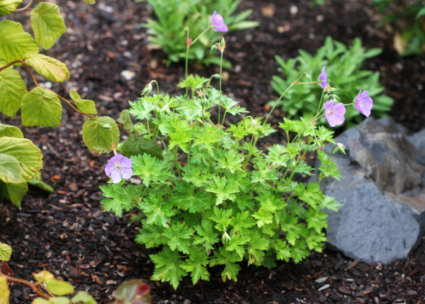 VW Garden: The Pros and Cons of Rozanne Hardy Geranium