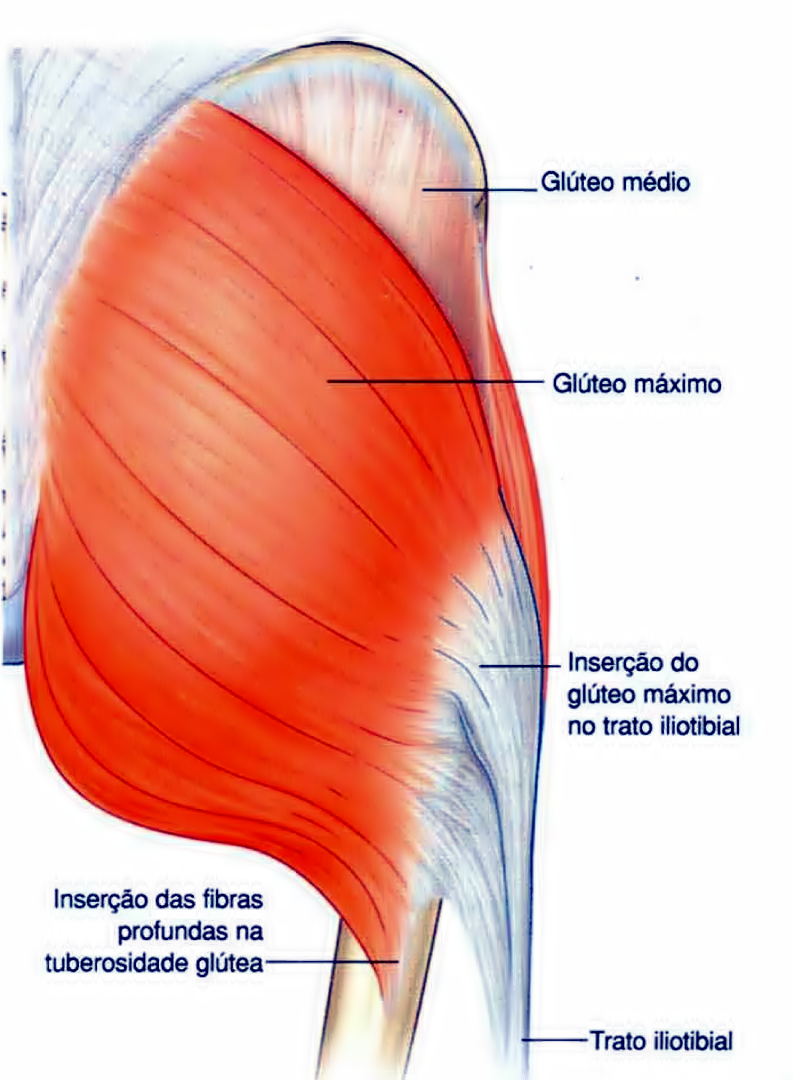 MÚSCULOS - GLÚTEO