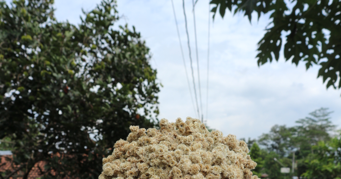 Buket Bunga Edelweis Medium Plus - Bunga Edelweis Gift & Souvenir Shop