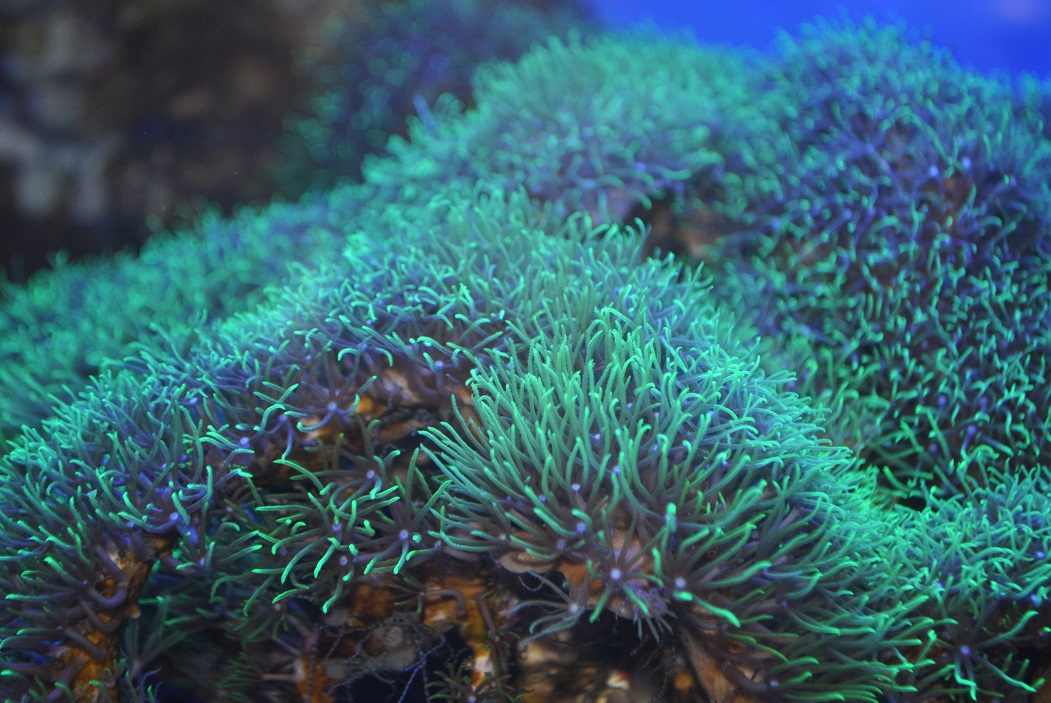 ZOOTOGRAFIANDO (6.100 ANIMALS): PÓLIPO DE ESTRELLA VERDE / GREEN STAR ...