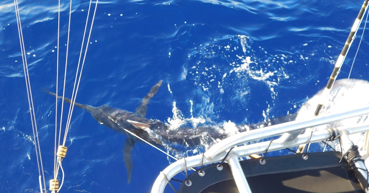 Maui Fishing Charters - Today's Fresh Catch: 200 Pound Pacific Blue ...