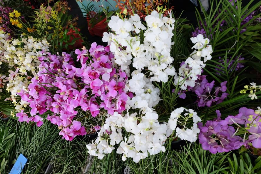 namakucella: CANTIKNYA BUNGA ANGGERIK @ MAHA 2018