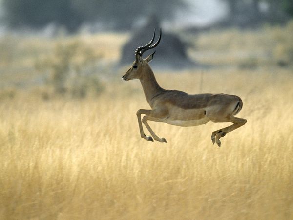 The Impala | Cute Animal All Facts & New Photographs | The Wildlife
