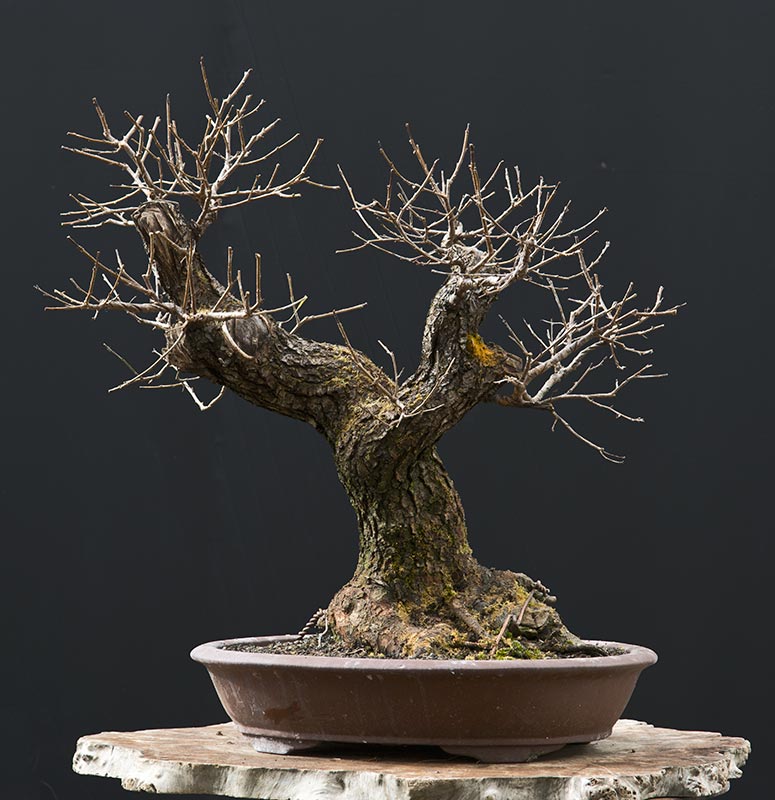 Walter Pall Bonsai Adventures: Prunus #24