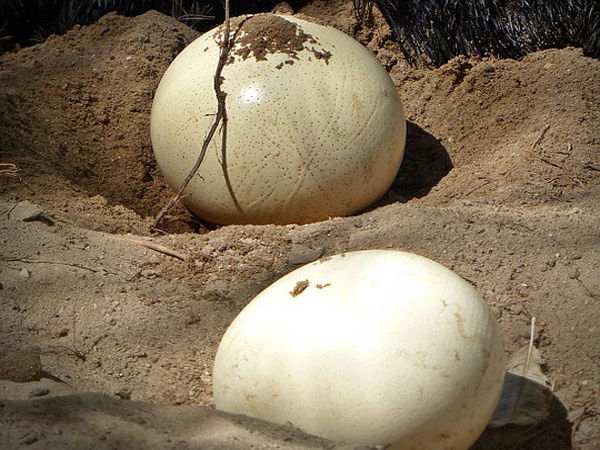 Cara Kembang Biak Burung Unta | Cinta Sains