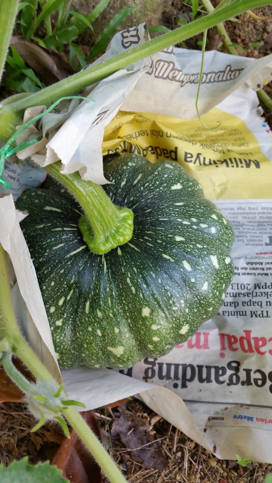 Warisan Petani: Pokok Labu Manis