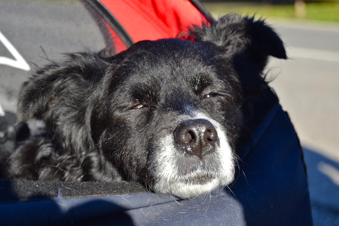El Camino de Santiago desde Asturias: "Luces de Otoño" y "Chapi"