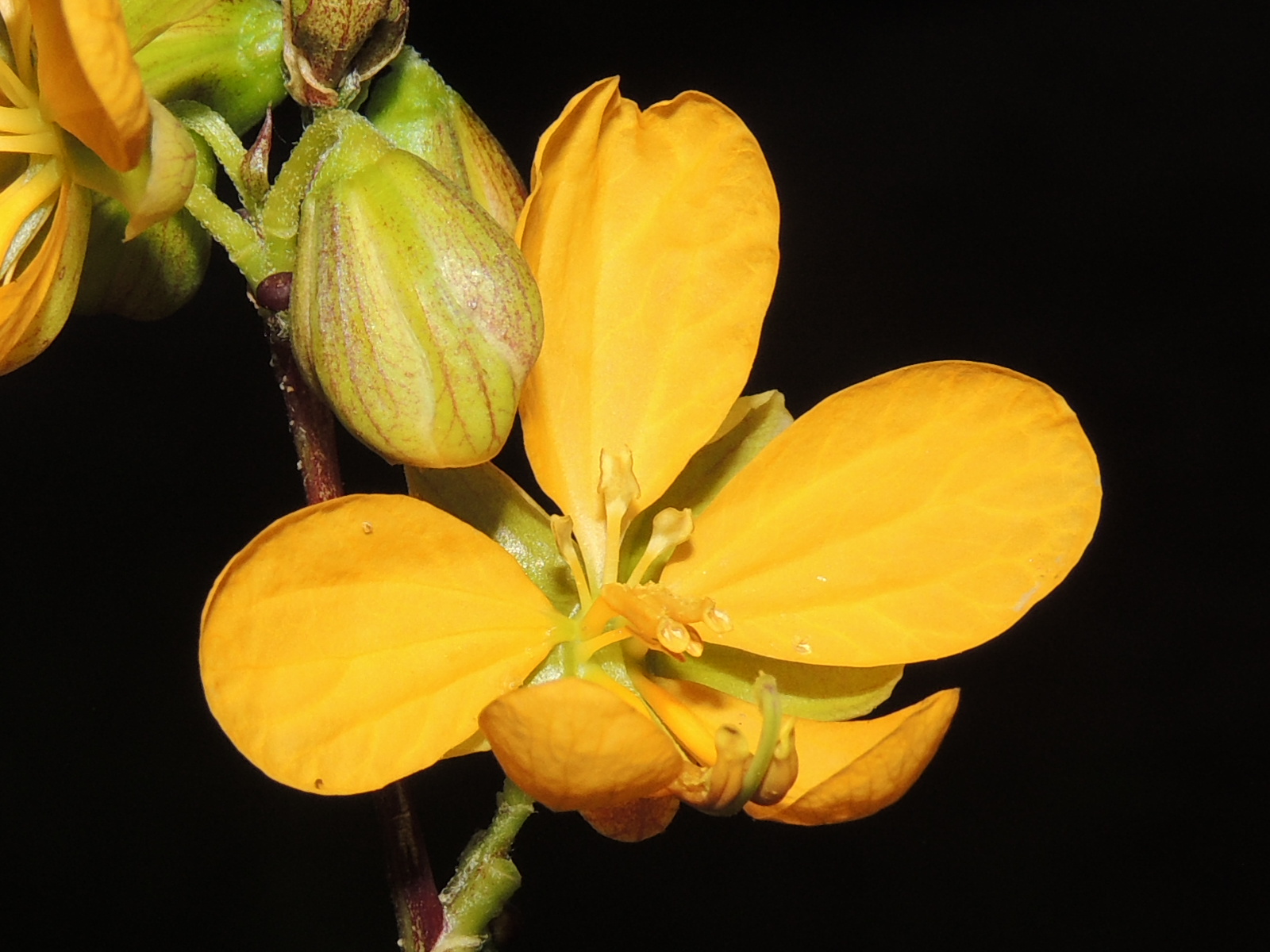 Fabaceae - Leguminosae no Brasil: Fabaceae - Senna occidentalis (L ...