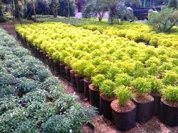 Cara Merawat Tanaman Dan Aneka Tanaman Hias: Taman Minimalis Dengan ...