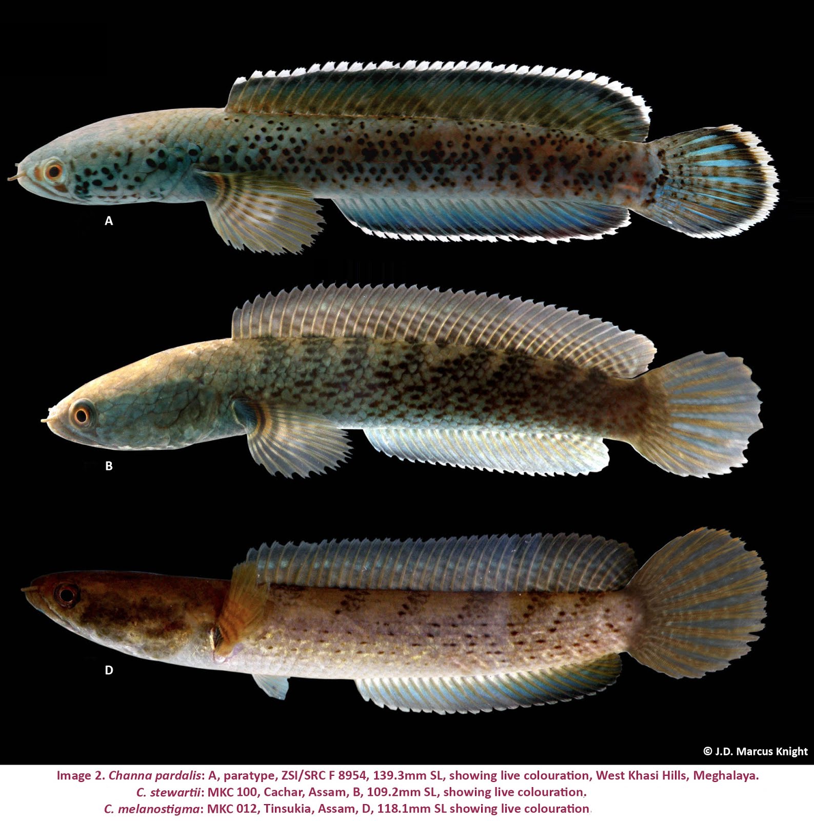 Species New to Science: [Ichthyology • 2016] Channa pardalis • A New ...