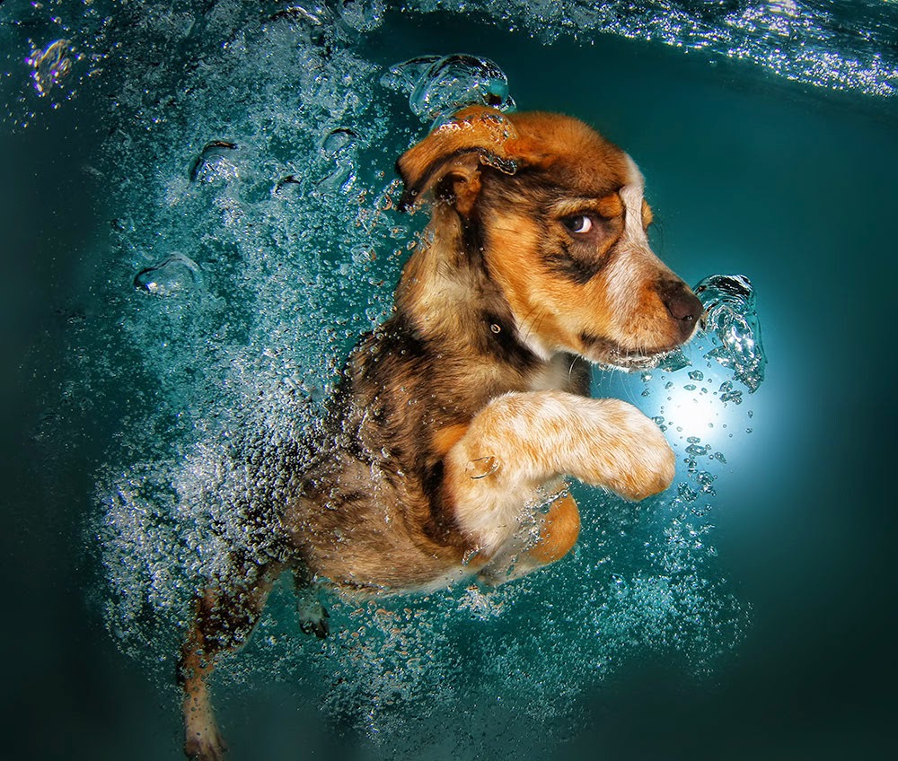Matt Of All Trades: Happy Puppies Swimming: Photos You HAVE To See