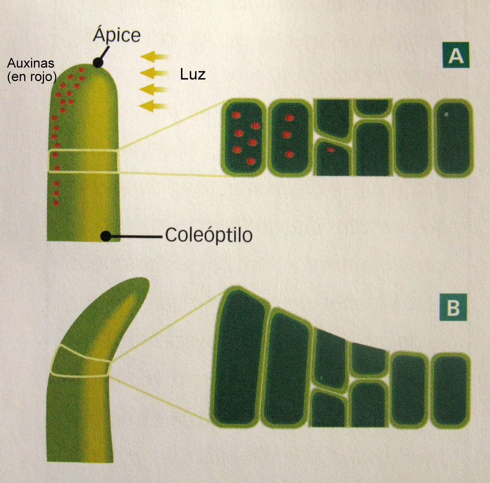 Biologíapuntocom: Práctico Auxinas