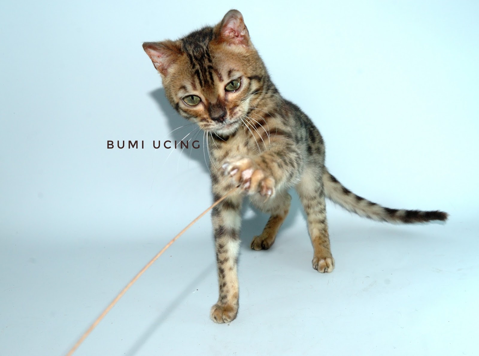 KUCING BENGAL INDONESIA: JUAL KUCING BENGAL MURAH