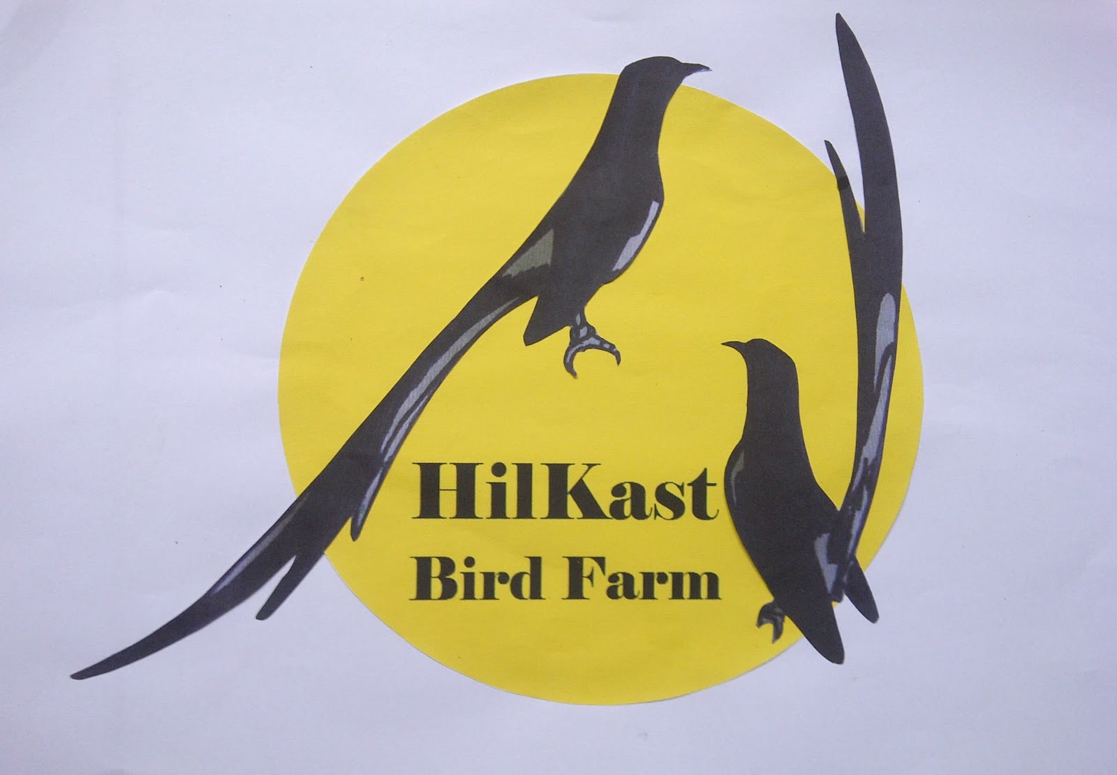 Amiexs Bird Farm: Logo HilKast Bird Farm