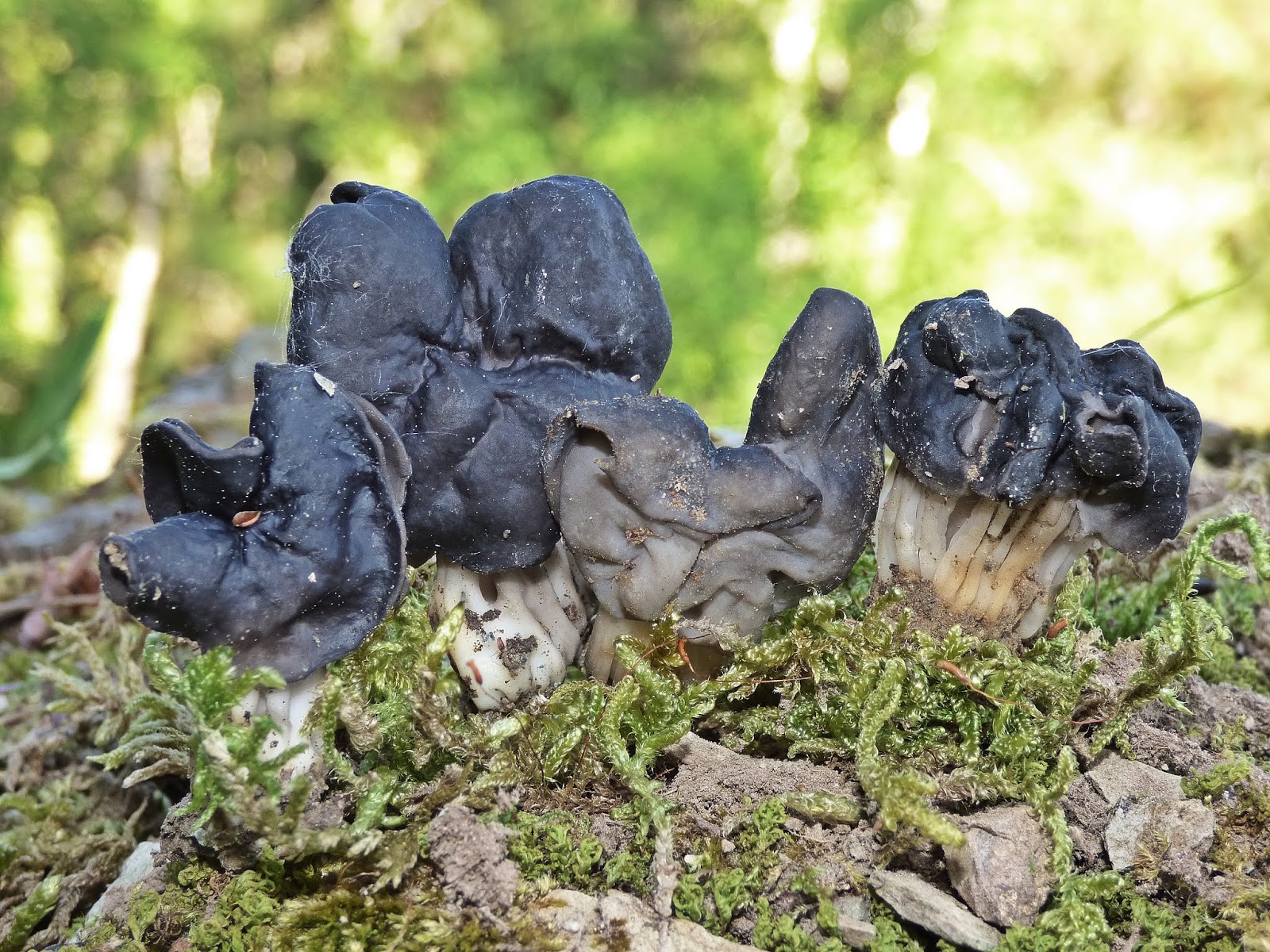 Setas y Hongos de Tineo : HELVELLA LACUNOSA (Afzel)