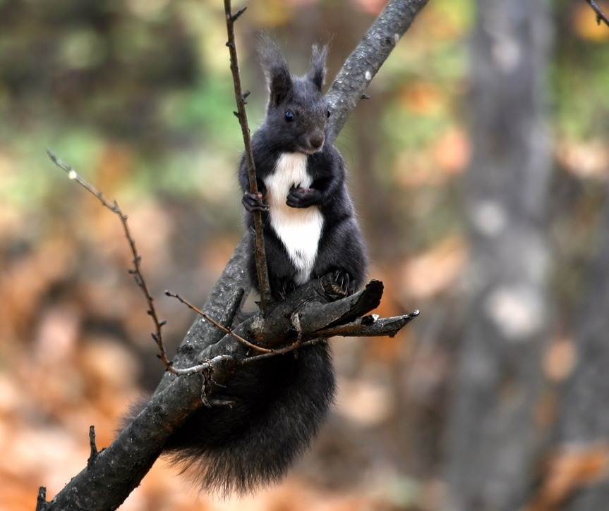 Contes d' Animals: L' ESQUIROL