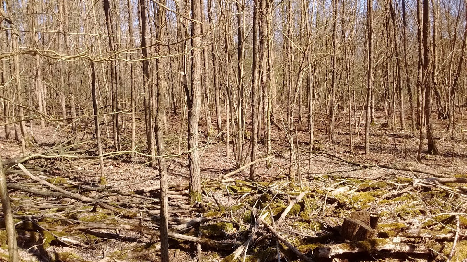 BSBI News & Views: Help needed to sample Black Locust