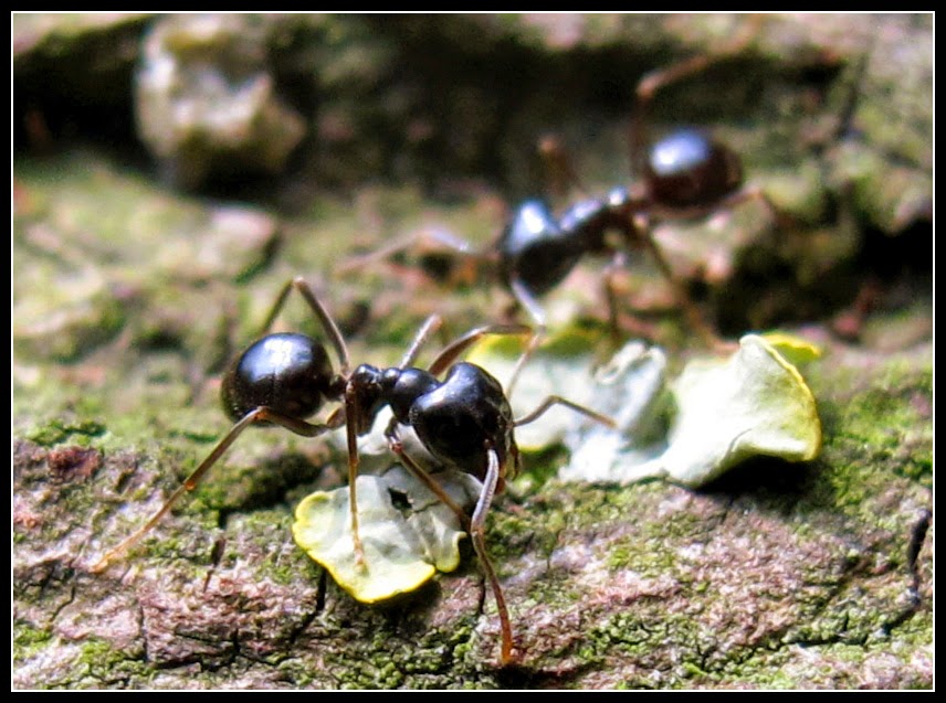 Carnet Nature: Fourmi