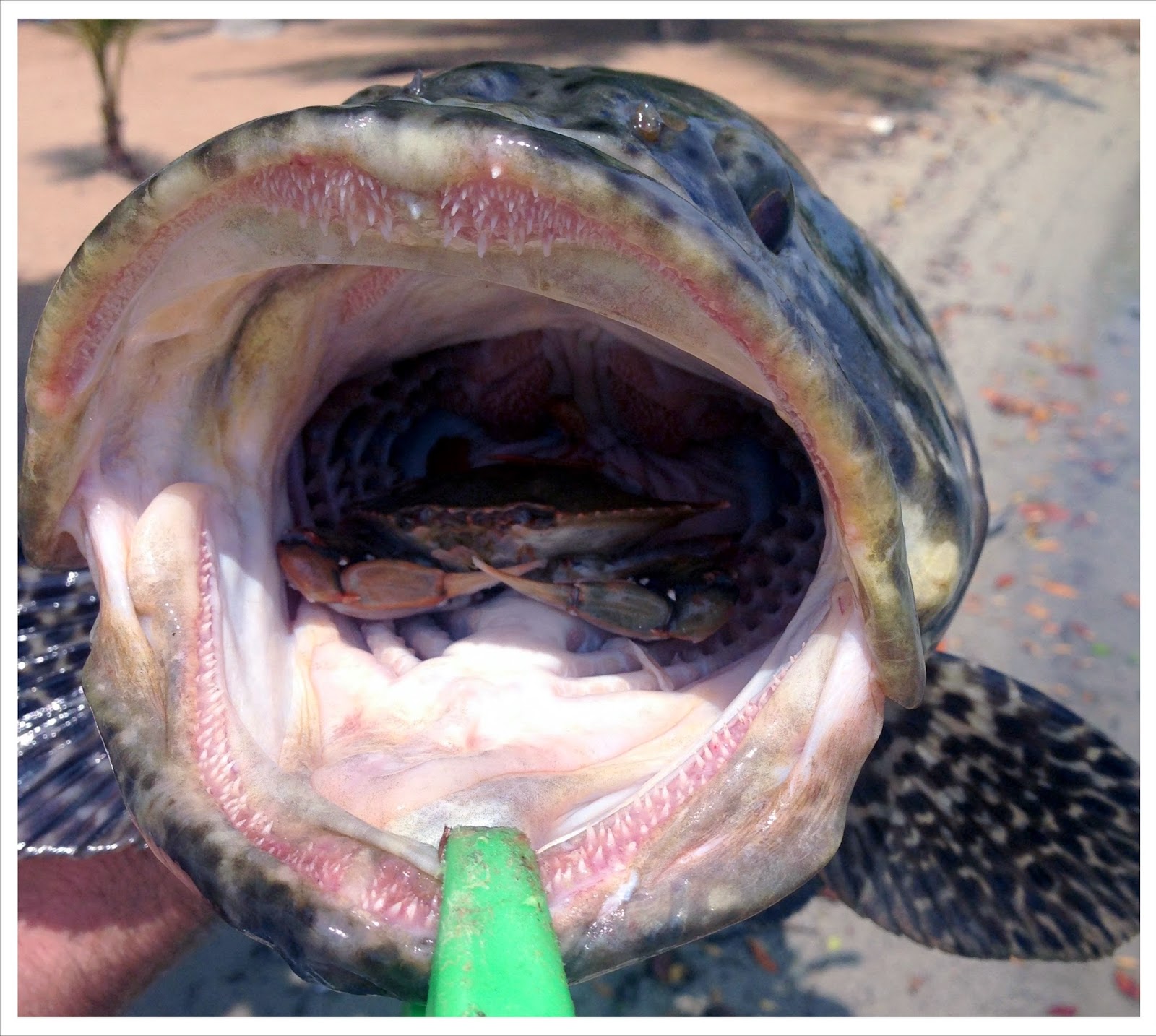 Our Unbelizeable Adventure Big Gulp