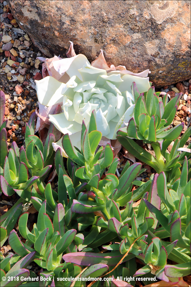 Around the world on 6,000 sq.ft.: Brian's miniature botanical garden