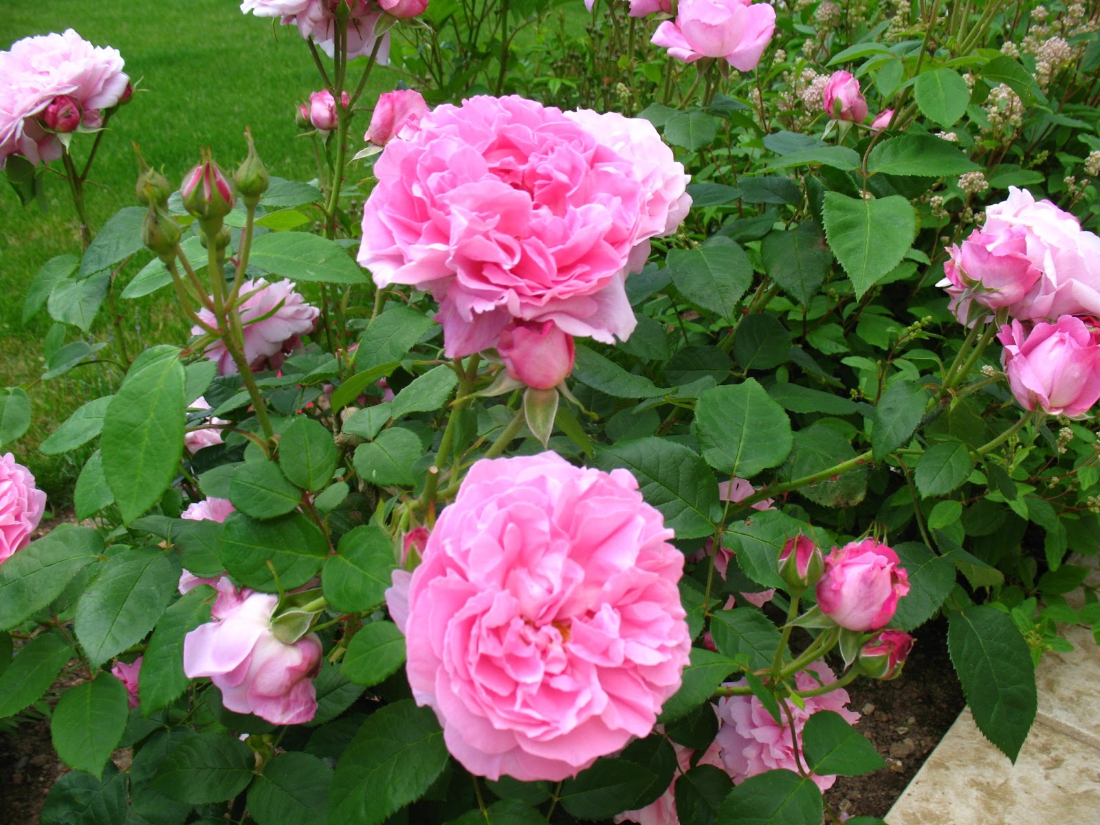 Roses du jardin Chêneland: Rosier "Mary Rose"