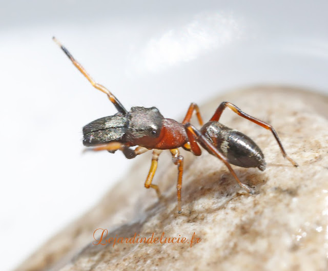 Myrmarachne formicaria, une araignée déguisée en fourmi!