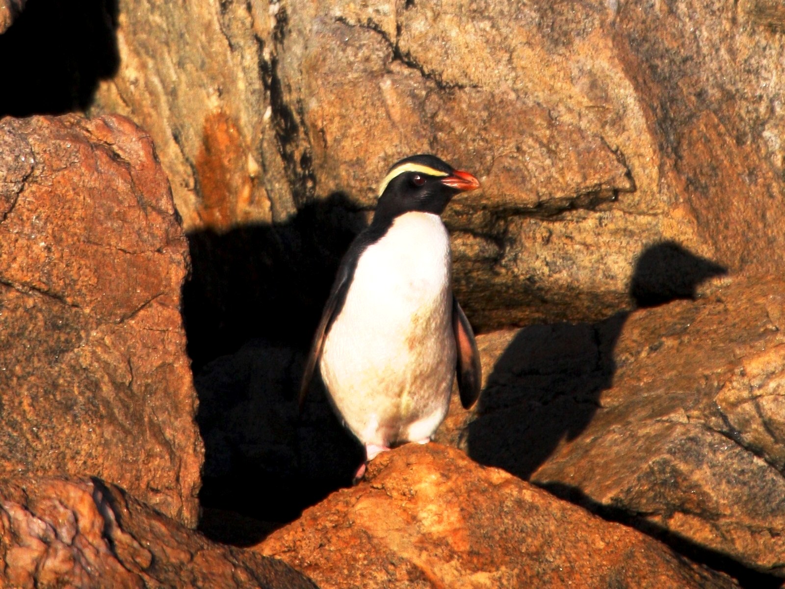 Crested Penguin | The Life of Animals