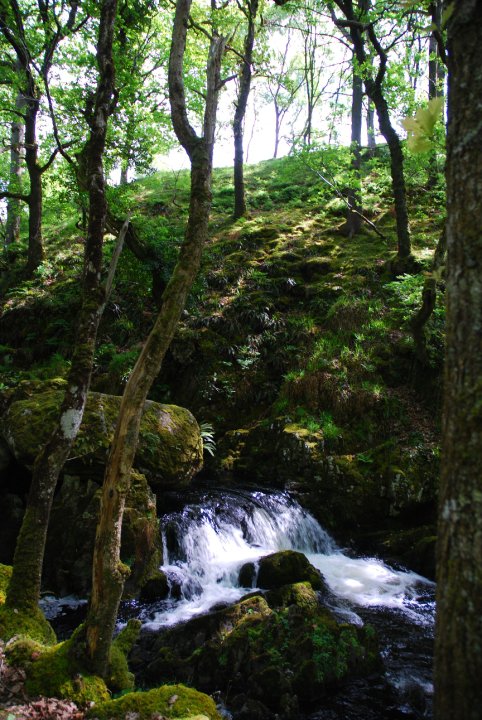 Adam Winson on Forest, Nemus and Groves | AWA Tree Blog.