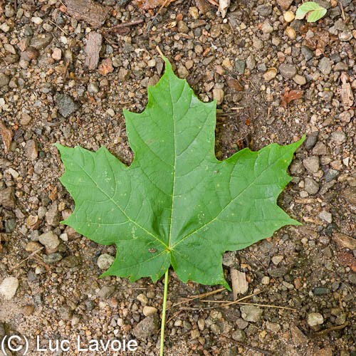 Arbres des parcs-nature et boisés de Montréal: Feuilles des érables