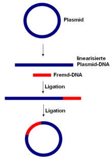 Gene Cloning: How does gene cloning work?