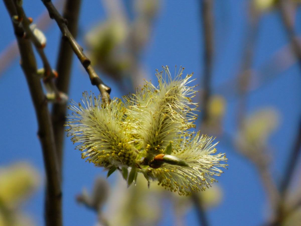 LA MULTI ANI, ROMANIA!: Muguri si flori