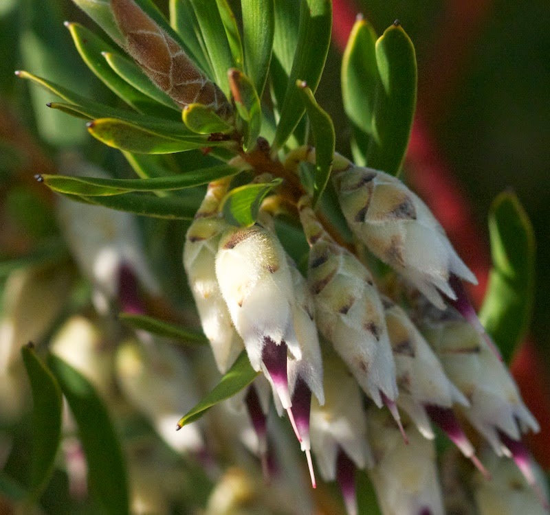 A Wandering Naturalist: Australia: A Coral Reef on Land (Part 2)