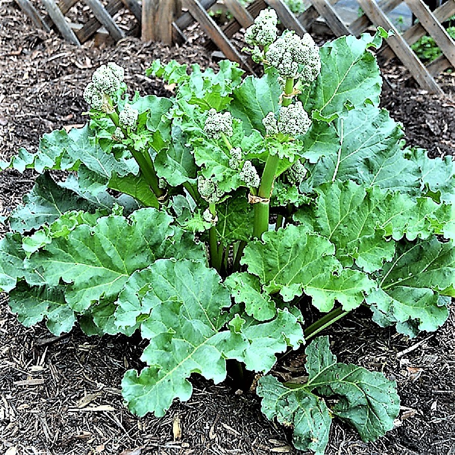 Plants & Gardens in Colonial & Early America: History Blooms at ...