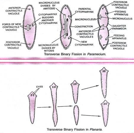 HSC BIOLOGY BY PROFESSOR MIZANURRAHMAN: July 2014