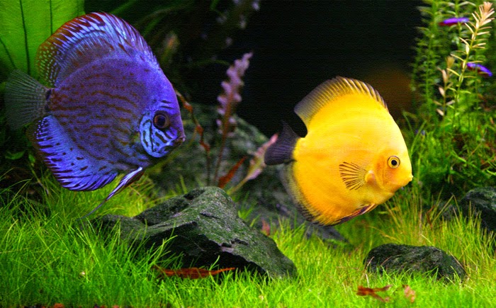 Memelihara Ikan Discus Dalam Aquascape - Dunia Akuarium