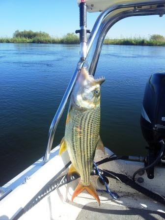 Agri Alert Namibia: Okavango Fishing Break: April/May 2012 Long week-end