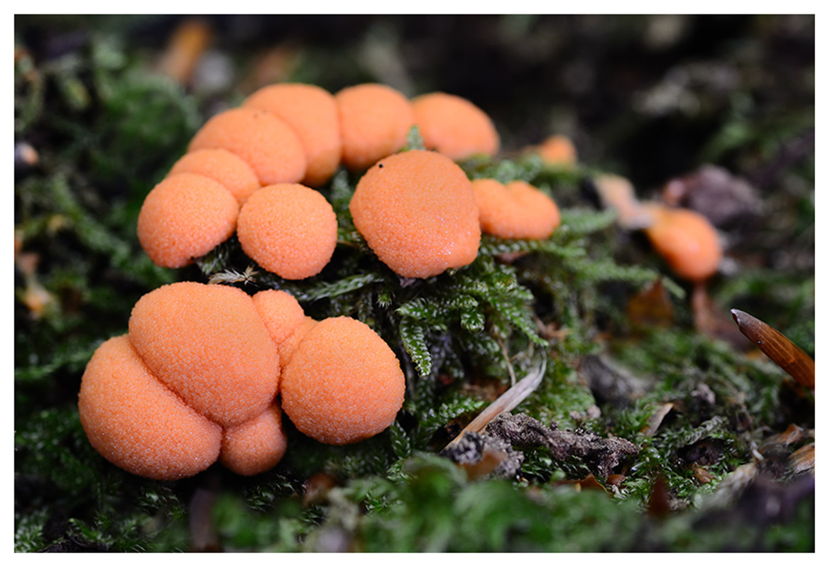 Alfredo Lopez de Arbina: LYCOGALA EPIDENDRUM