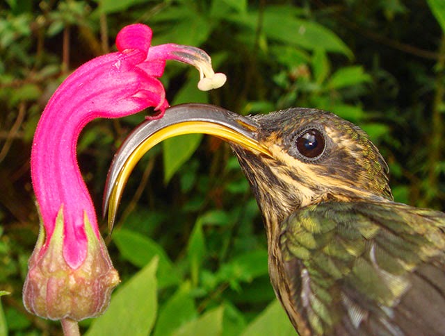 Quelques petites choses au sujet du colibri : records, anatomie et ...