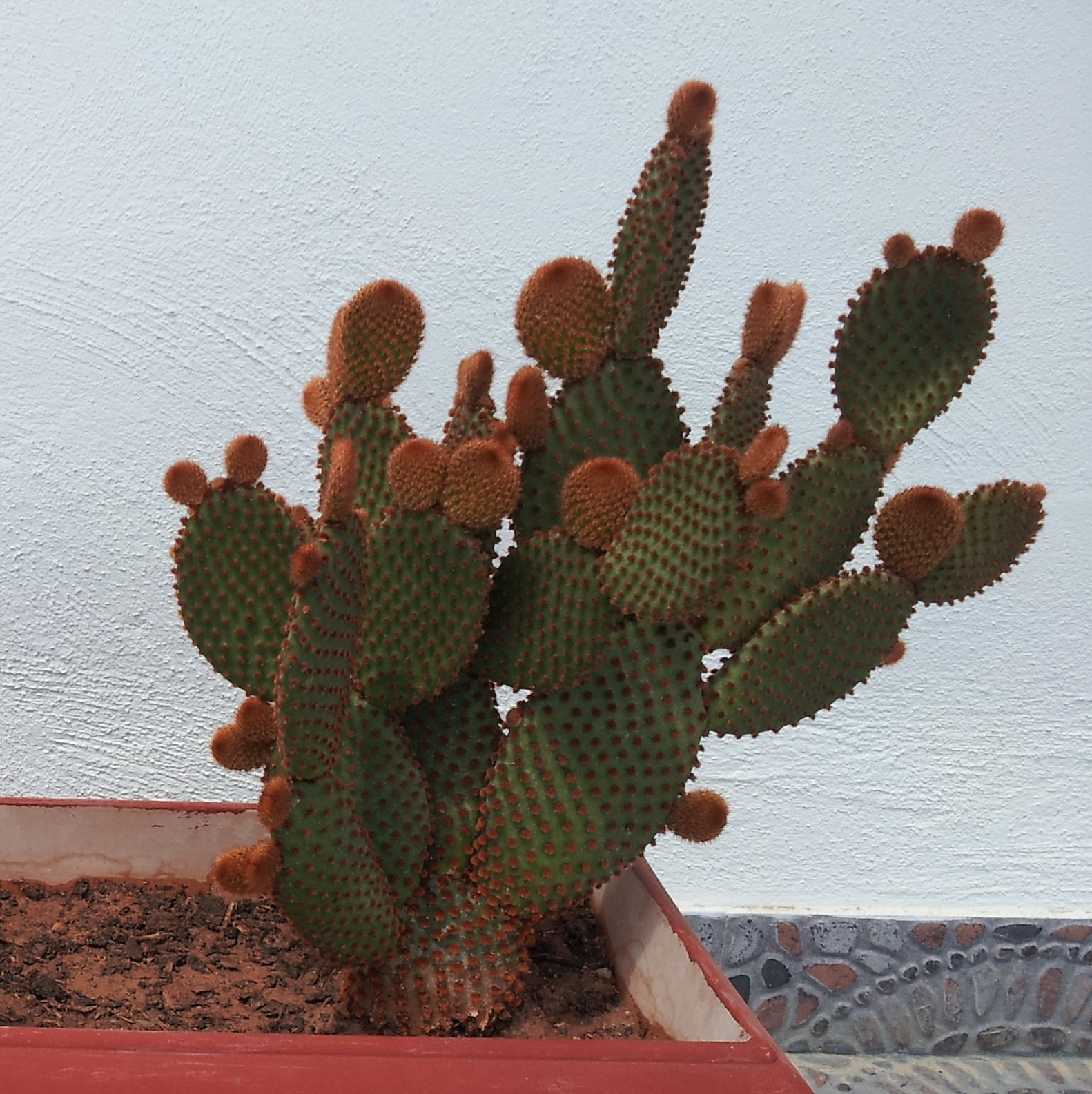 Los cactus de MJ-JA: Opuntia microdasys rufida