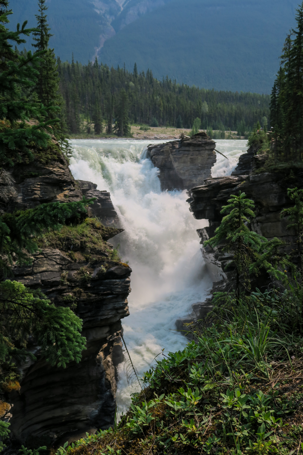 A Map and a Mustang: Marvelous marmots