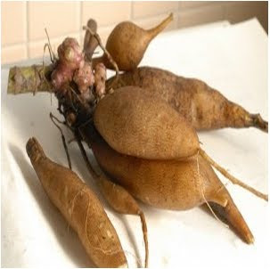 Exportaciones Yacón: ¿Sabes qué es el Yacón?