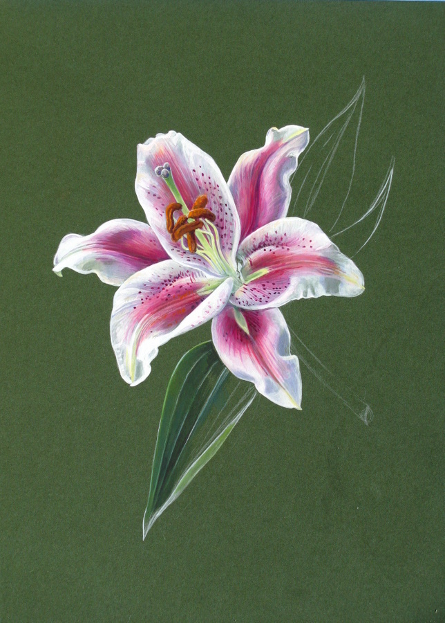 Green Stargazer Lily