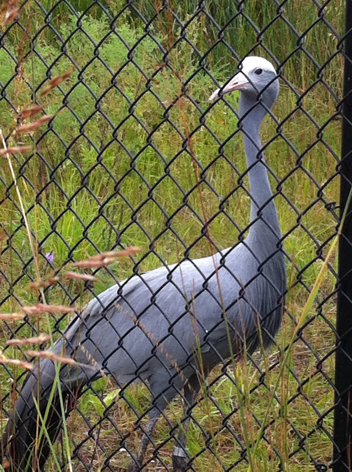Lauren's Life Book: Blue Crane (Anthropoides paradiseus): the ...